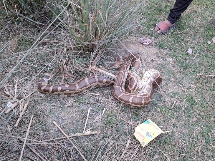 15 feet long python found in Madhuban | मधुबन में 15 फीट लंबा अजगर मिला ...