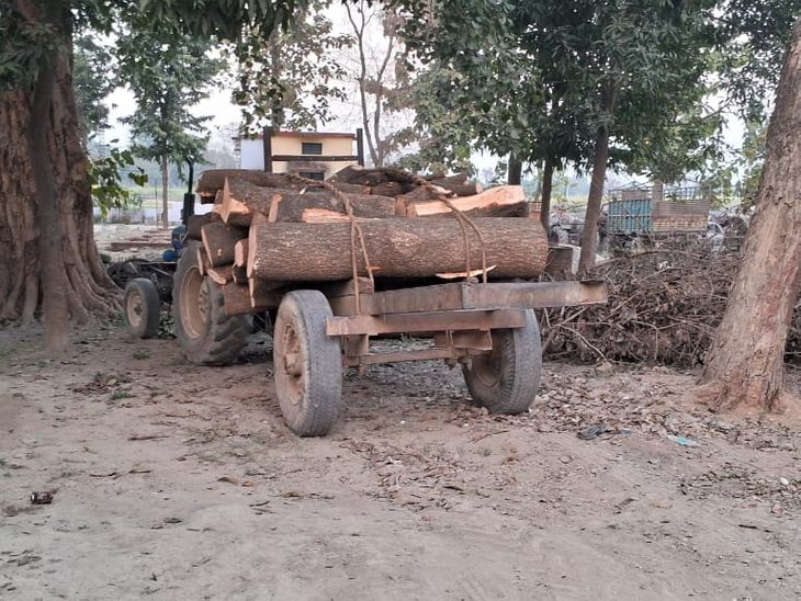 53 boats of wood were seized in Nighasan | निघासन में 53 बोटा लकड़ी ...