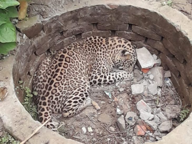 A tiger and a leopard died within 48 hours