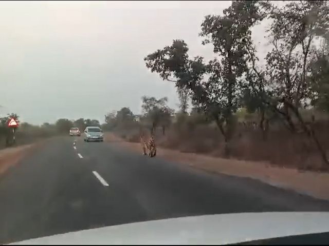 Tiger seen on Amanganj road near Panna | पन्ना के पास अमानगंज मार्ग पर ...