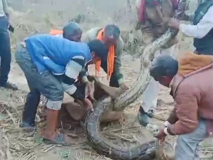 A giant python was found in a farmer's field in Hasanpur | हसनपुर में ...