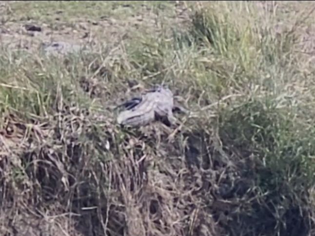 Nakua Nala became the attraction of Dudhwa Tiger Reserve | दुधवा टाइगर ...
