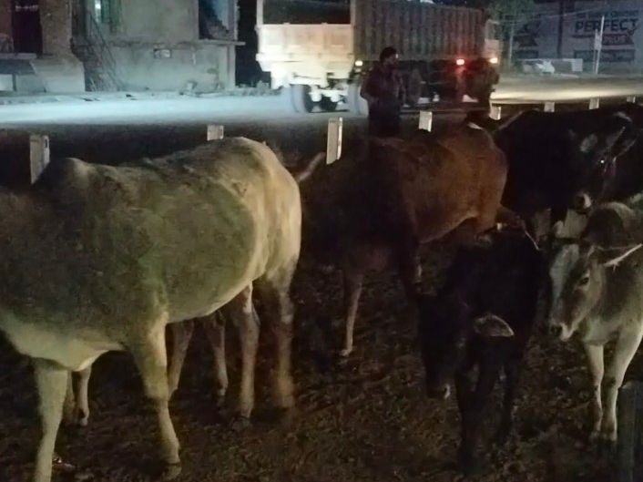 Danger of stray animals on Kumbh Marg | कुंभ मार्ग पर आवारा पशुओं का ...