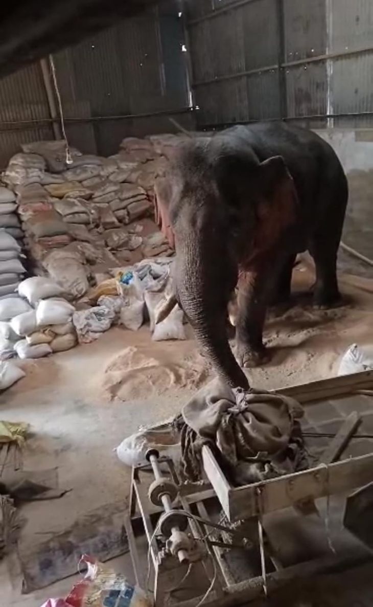 The elephant broke the wall and entered the rice mill | दीवार तोड़ हाथी ...