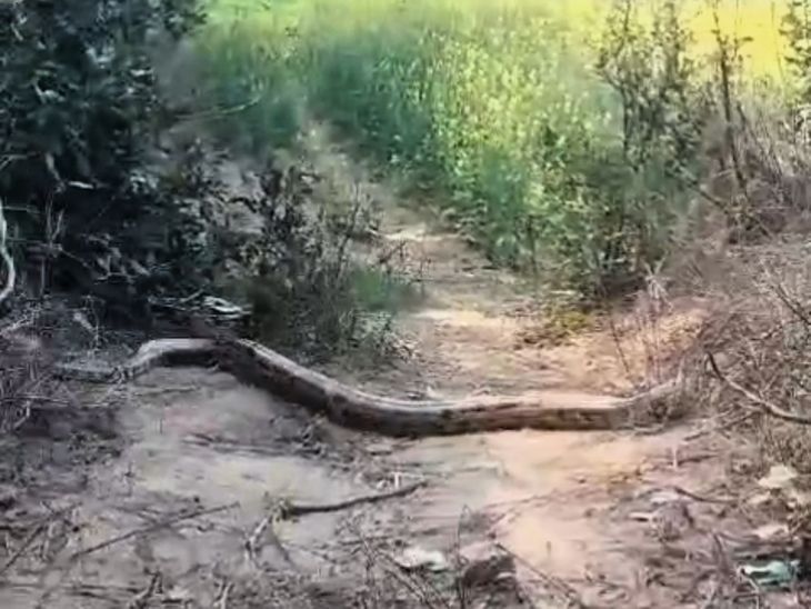 A 10 feet long python was found near a school, VIDEO | स्कूल के पास ...