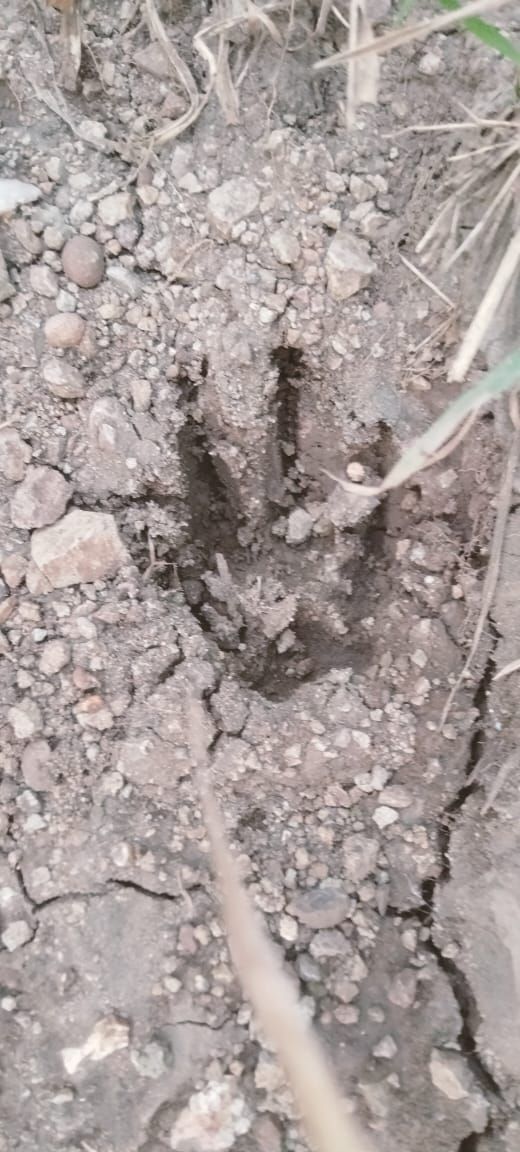 Leopard's video goes viral, pugmarks turn out to be of a hyena | तेंदुए ...