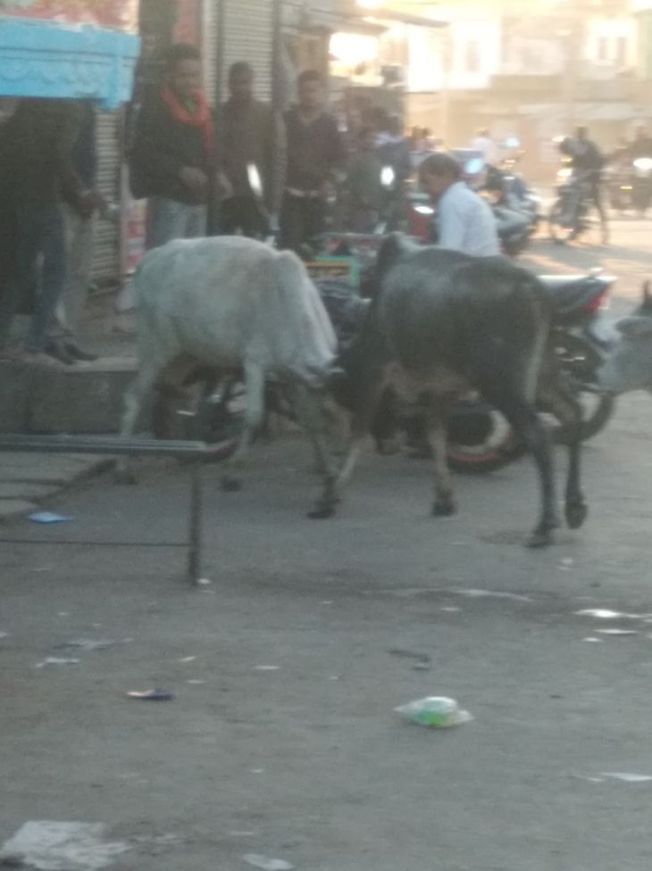 Stray cattle camp at bus stand | बस स्टैंड पर आवारा मवेशियों का डेरा ...