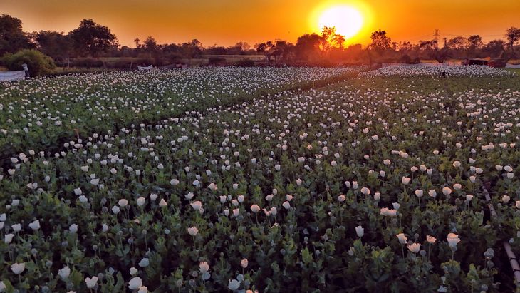 White opium flowers started blooming in 20 thousand fields | 20 हजार ...