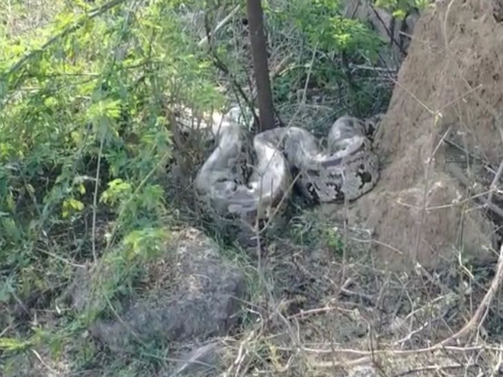 Two pythons were seen behind Shri Mahavir Ji temple karauli Rajasthan ...