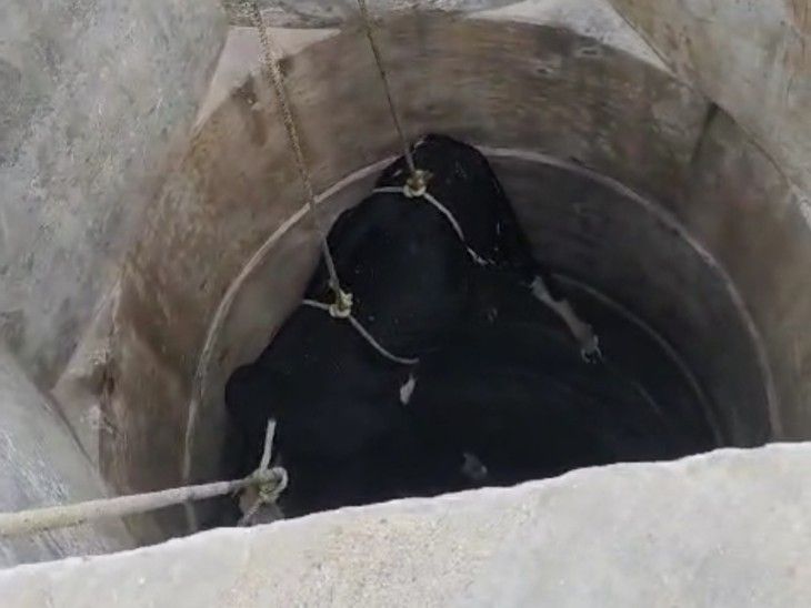 A cow fell into a 50 feet deep well, villagers rescued it | 50 फीट गहरे ...
