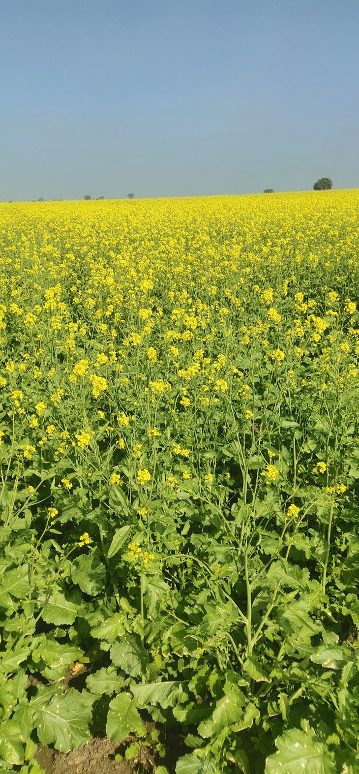 Spring season: Nature has covered itself with a yellow sheet | बसंत ...