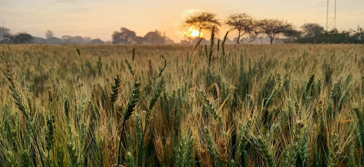 Due to rising temperatures, wheat crops may suffer 25 to 30% damage ...
