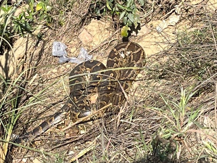 Python swallowed a live monkey in Meerut