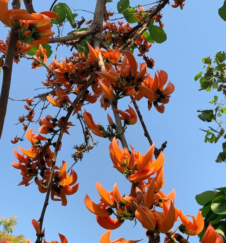 Flowers bloom in Palash tree, Holi festival begins