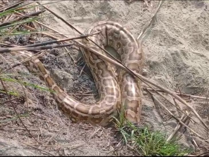 10 feet long python found near Madhuban school | मधुबन के स्कूल के पास 10 फीट का अजगर: बच्चों ने ...