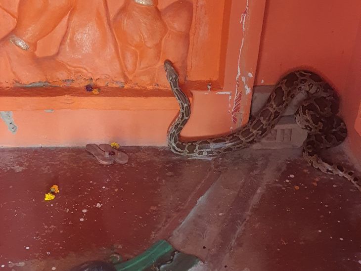 7 feet long python found in Hanuman temple in Etawah | इटावा में हनुमान ...