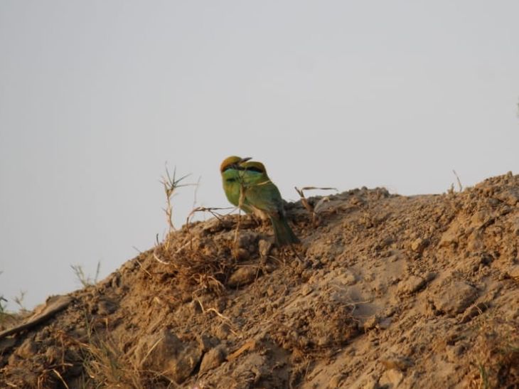 Arrival of foreign guest birds in Maholi | महोली में विदेशी मेहमान ...