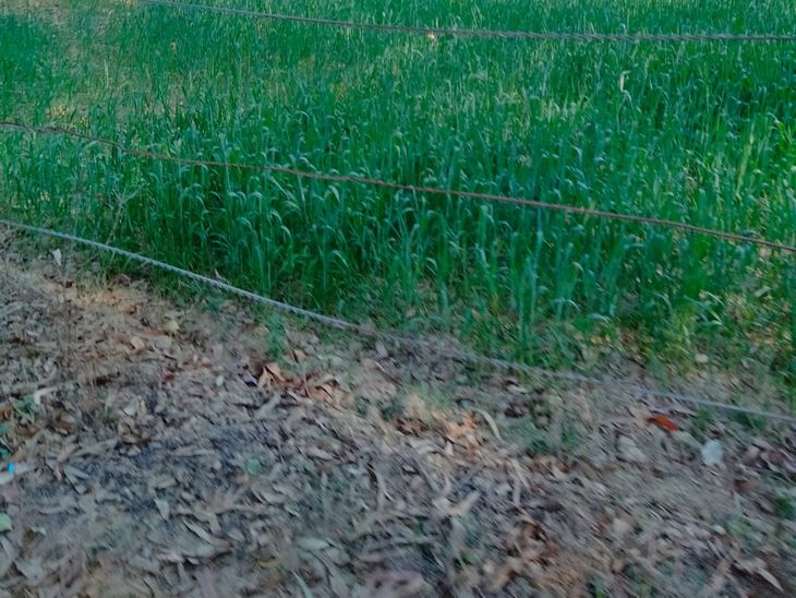 Use of banned blade wire in fields