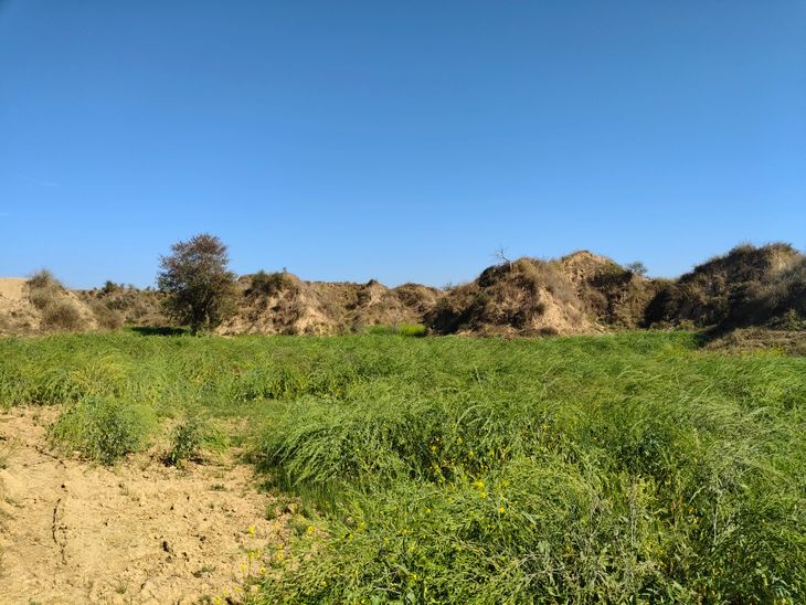 The fields had become barren, the farmers leveled 800 hectares and made ...