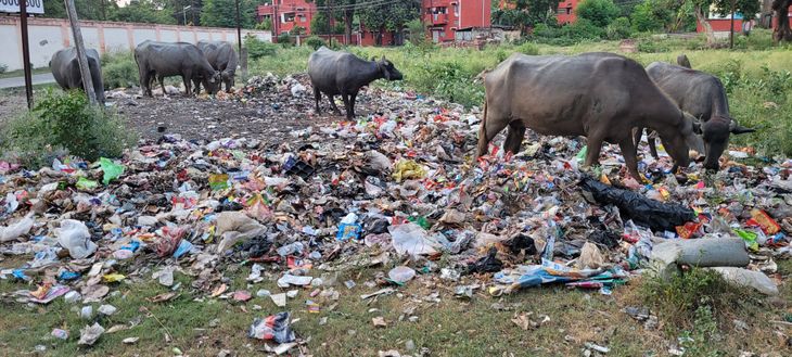 Negligence: Garbage is spread on the main road of the city, animals are ...