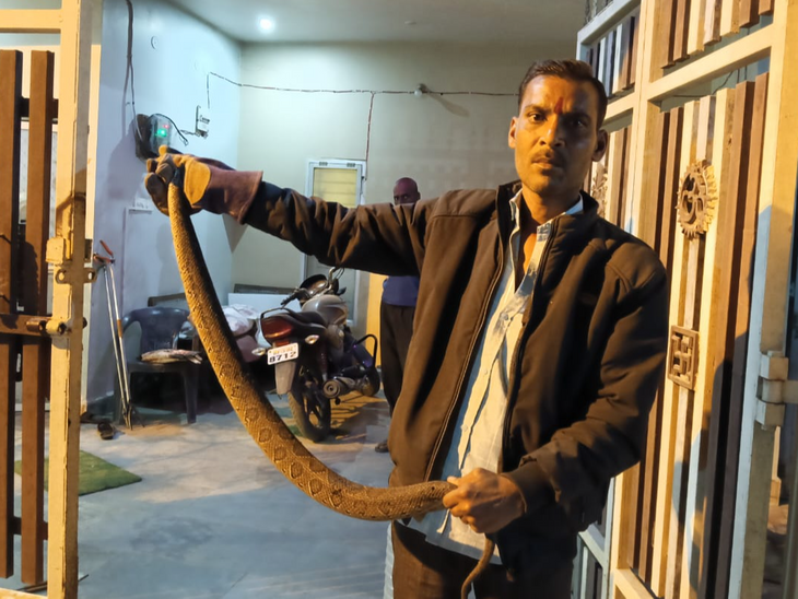 5 feet long Russell Viper entered a house in Sagar | सागर में घर में ...
