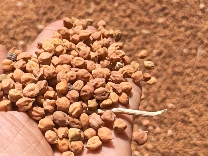 Arrival of new crops begins in Manawar Mandi | मनावर मंडी में नई फसलों ...