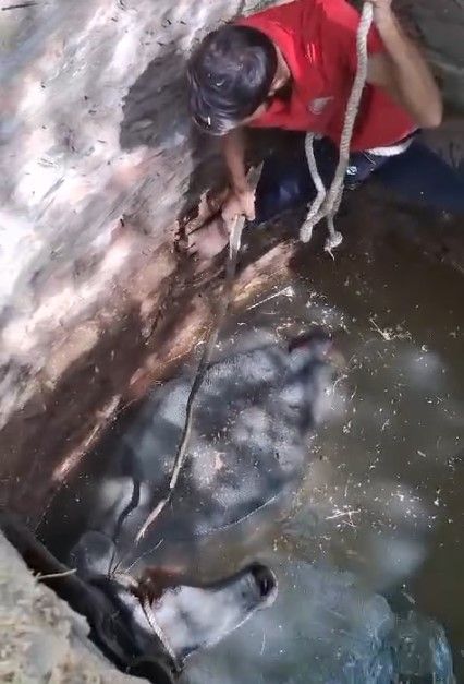 A bull fell into a well in Nimbla, the villagers pulled it out with a ...