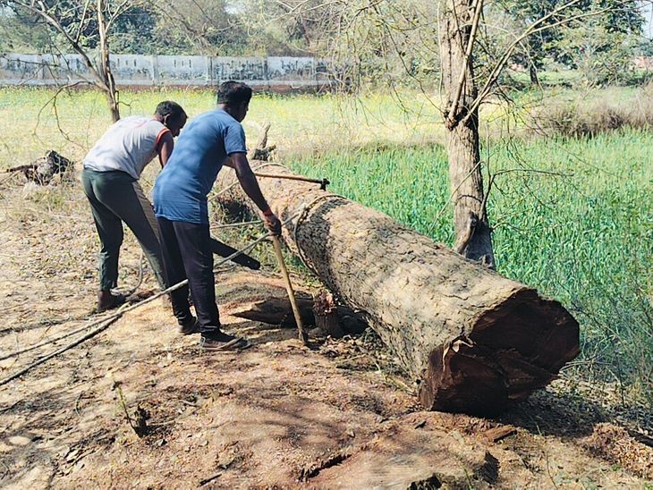 Tree mafia arrested in Prayagraj