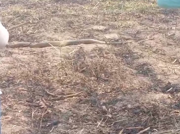 8 feet long python found in the field | खेत में मिला 8 फीट लंबा अजगर ...