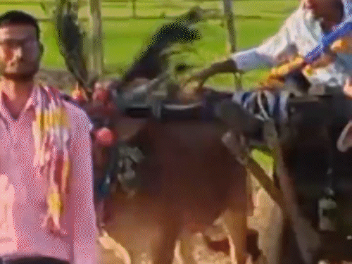 Dhamtari Groom wedding procession Bullock Cart | धमतरी में दूल्हे ने बैलगाड़ी में निकाली बारात ...