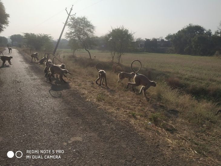 Farmers crops destroyed due to monkey menace | बंदरों के उत्पात से ...