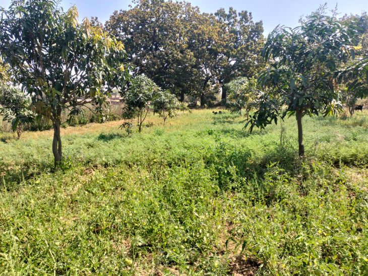 Women are also producing other crops in mango orchards under ...
