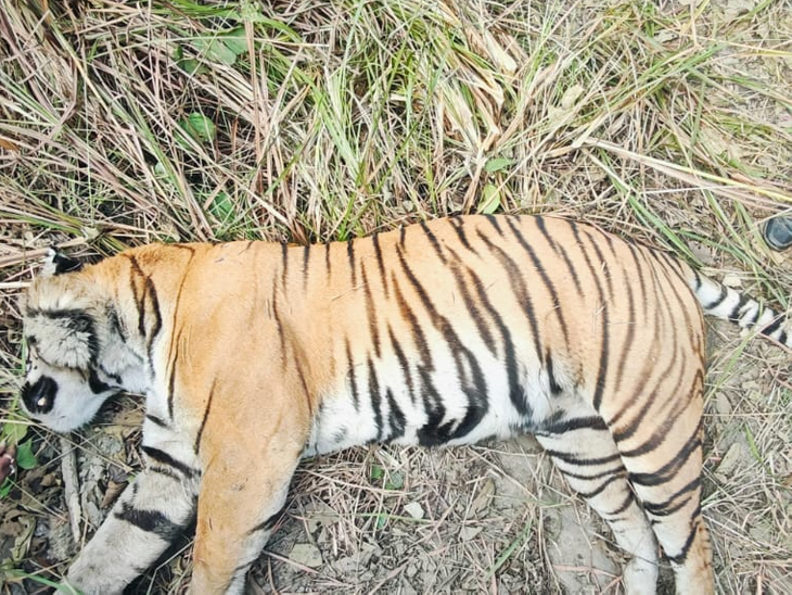 Tiger dies in an accident on the highway in Lakhimpur