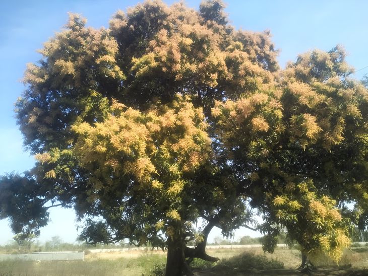 This time the mango trees are swinging on the mango trees | आम के ...