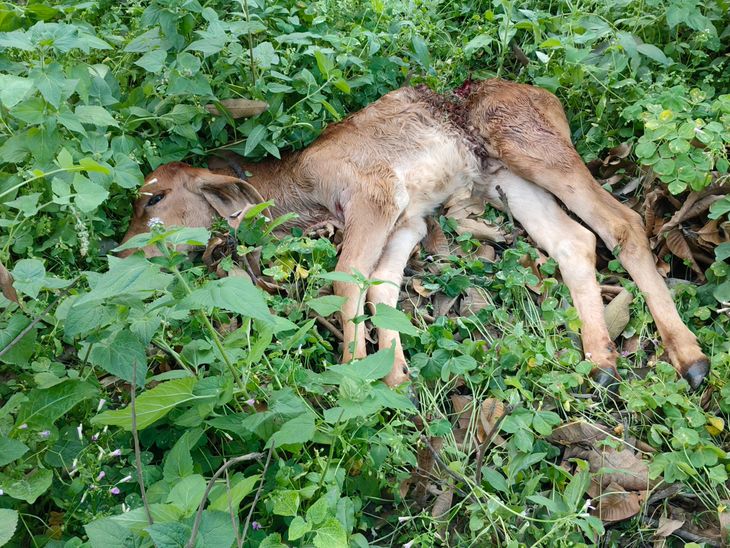 Terror of wild animal in Syana, people saying it is leopard | स्याना ...