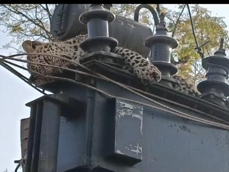Leopard climbed on the transformer and died due to electric shock ...