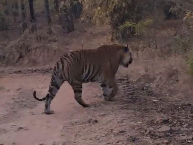 Bajrang tiger seen in Bandhavgarh Tiger Reserve | बांधवगढ़ टाइगर रिजर्व ...