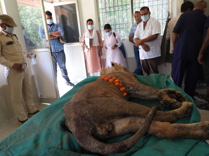 Lion 'Bheem' of Bilaspur's Kanan Zoological Park dies