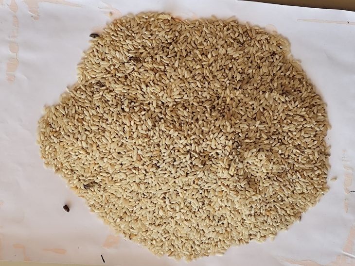 Poor quality rice is available in PDS ration shops | पीडीएस राशन दुकान ...