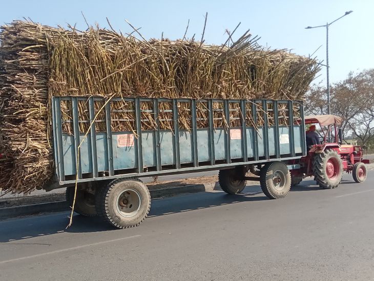 Overloaded tractor trolleys filled with sugarcane roam fearlessly on ...