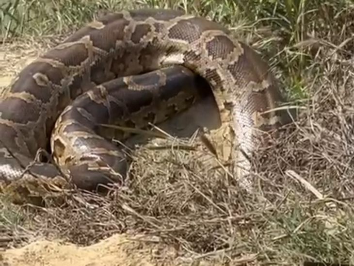 Panic spread in Meerut after seeing a huge python