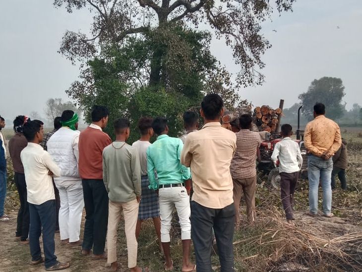 Cutting down of 200 years old Peepal tree | 200 साल पुराने पीपल के पेड़ ...