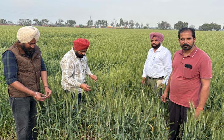 Farmers were informed to be cautious about aphids attacking their crops ...