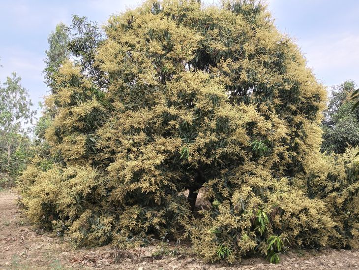 Good production of mango in Kothawan-Beniganj | कोथावां-बेनीगंज में आम ...