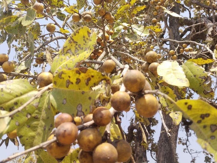 Miraculous fruit found in tribal areas of Manendragarh Chirmiri ...