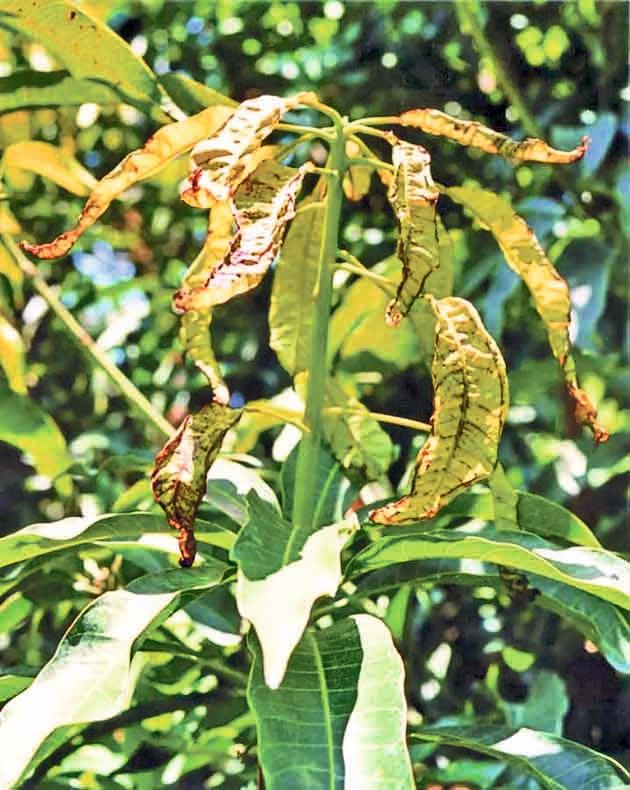 Thrips insect attacks new leaves and ticola of mango: Agricultural ...