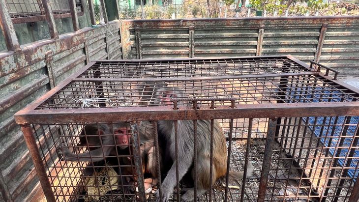 The forest department launched a campaign and caught the monkeys ...