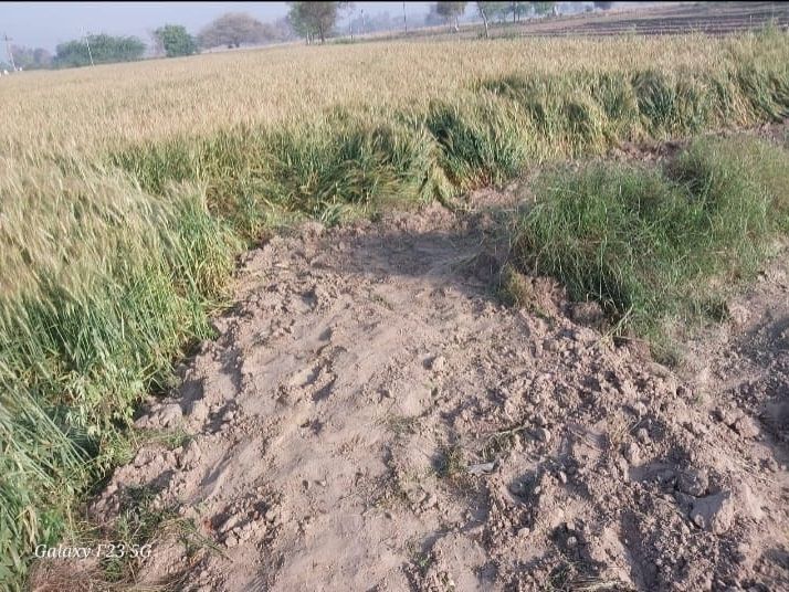Bulldozer runs on farmer's wheat crop
