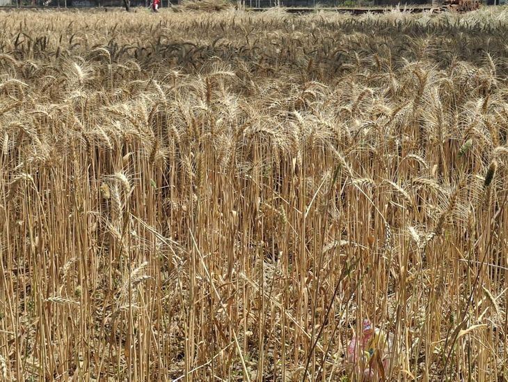 Relief to farmers in Rudauli | रुदौली में किसानों को राहत: गेहूं और ...