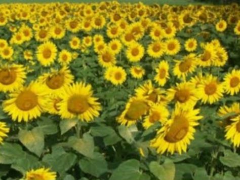 Opportunity for additional income for the farmers of Gosaiganj